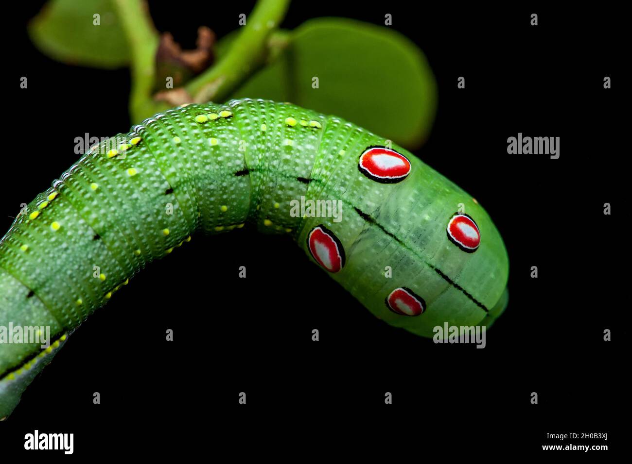 Sphinx chiron (Xylophanes chiron nechus) caterpillar, Saut Maripa ...