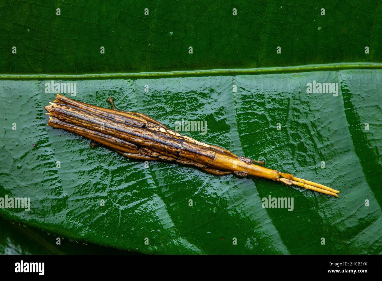 Grasshopper (Pyrgomorphidae sp?) on a leaf, Saut Maripa, French Guyana ...