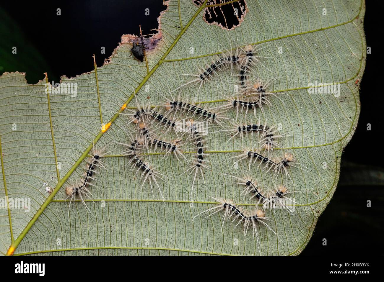 Automeris (Automeris egeus) caterpillars, on a leaf, Saut Maripa ...