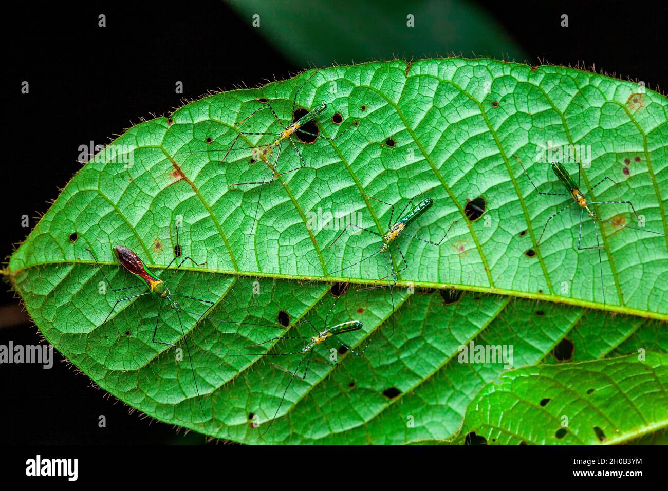 Masked Assassin Bug High Resolution Stock Photography and Images - Alamy