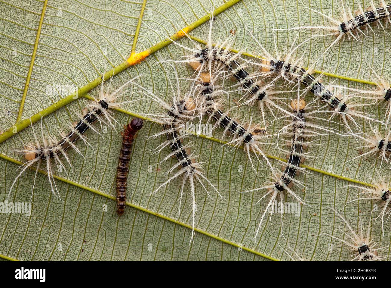 Caterpillars on a leaf hi-res stock photography and images - Alamy