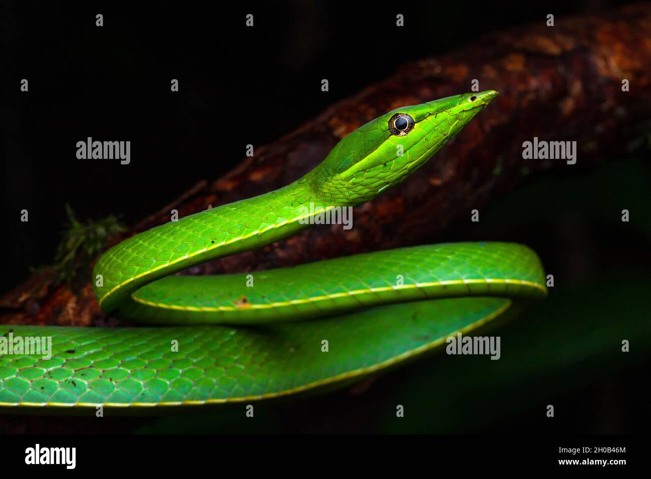 Green Vine Snake (Oxybelis fulgidus) portrait, Montagne de Fer, French ...