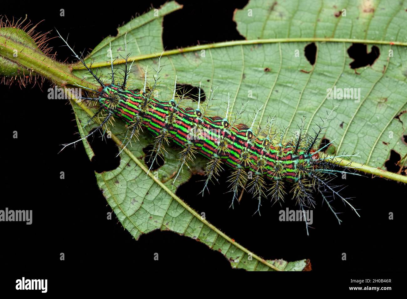 Saturniid moth (Pseudoautomeris sp) on a leaf, Montagne de Fer, French ...