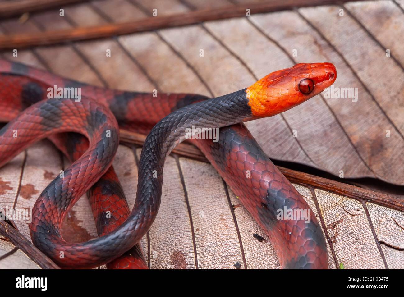 Red vine snake (Siphlophis compressus) on a leaf, Saut Maripa, French ...