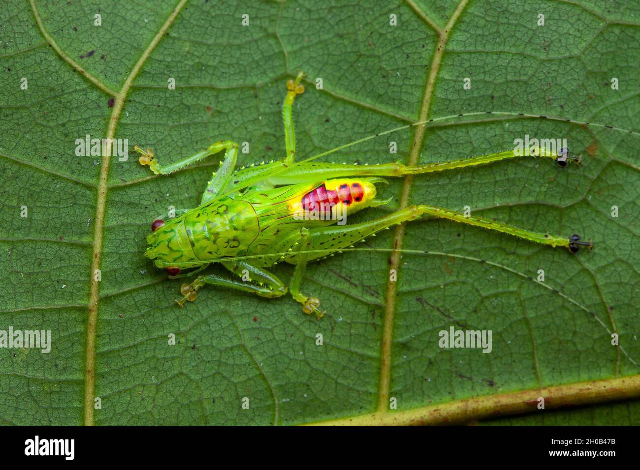 Katydid Bushcricket (Vestria sp) on a leaf, Montagne de Fer, French ...