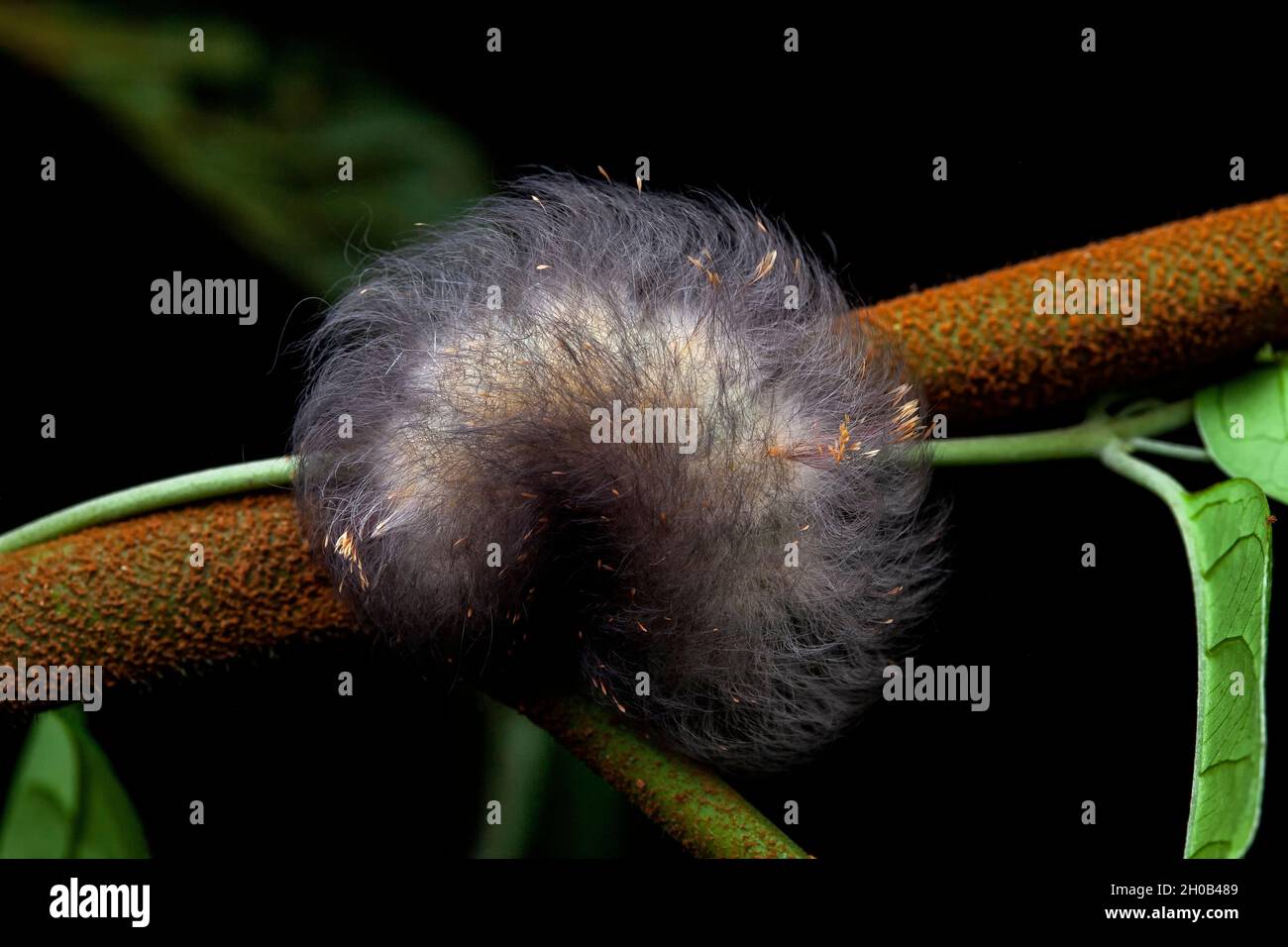 Flannel moth megalopygidae sp hi-res stock photography and images - Alamy