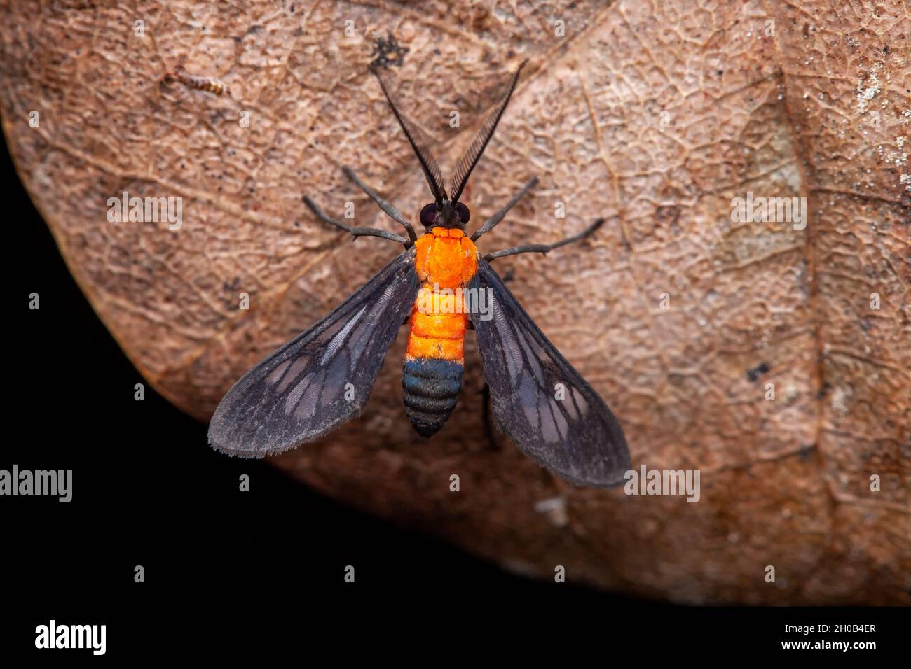 Holophaea moth (Holophaea vesta) on leaf, Saramaca, French Guiana Stock ...