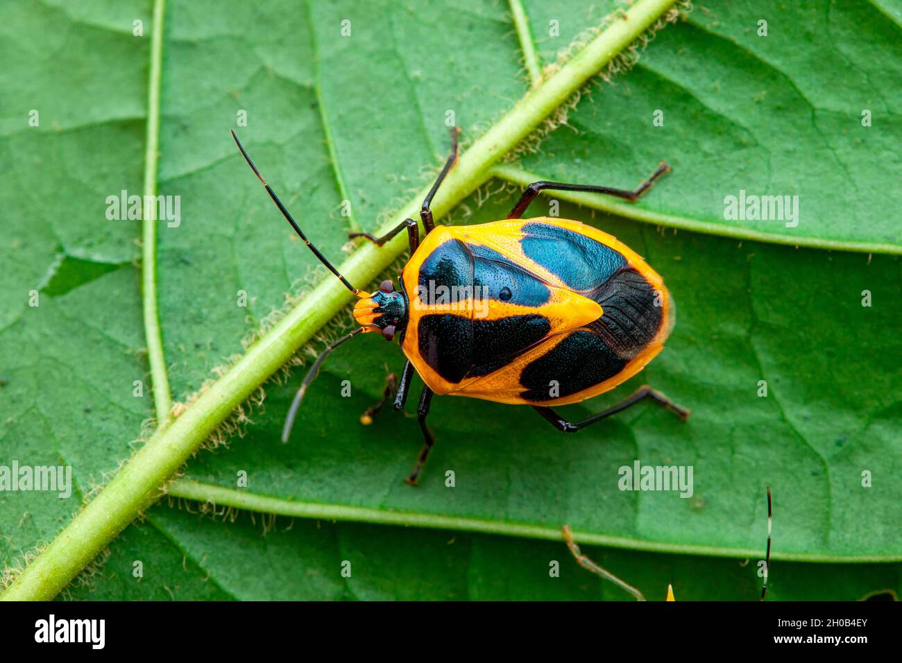 Guiana shield guyana hi-res stock photography and images - Alamy