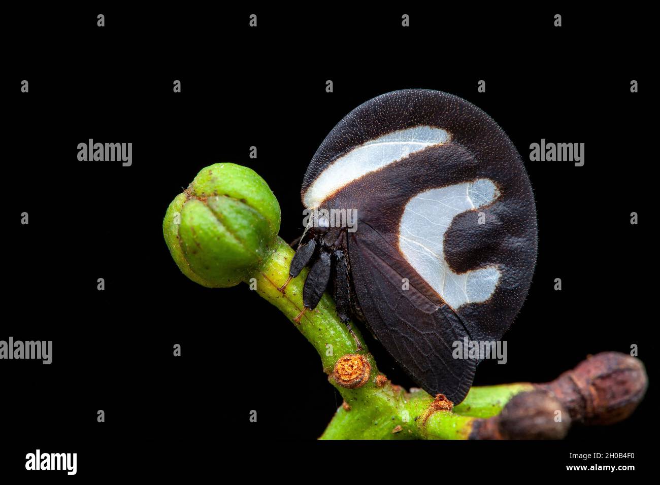 Foliatafasciata hi-res stock photography and images - Alamy