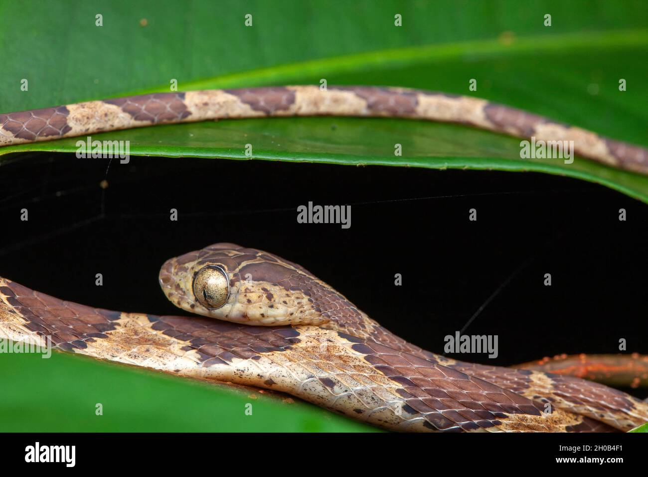 Blunt-headed treesnake (Imantodes cenchoa) on a leaf, Saramanca, French ...