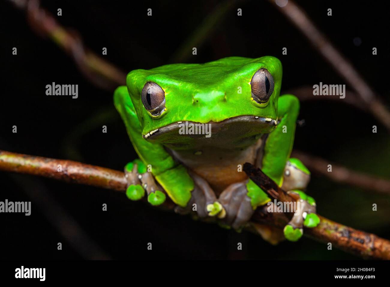 Monkey Frog (Phyllomedusa bicolor) portrait, Petit Saut, French Guiana ...