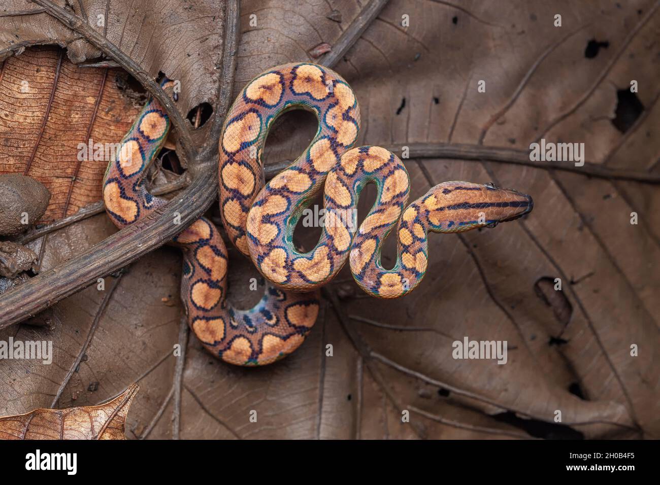 Rainbow boa in the wild hi-res stock photography and images - Alamy