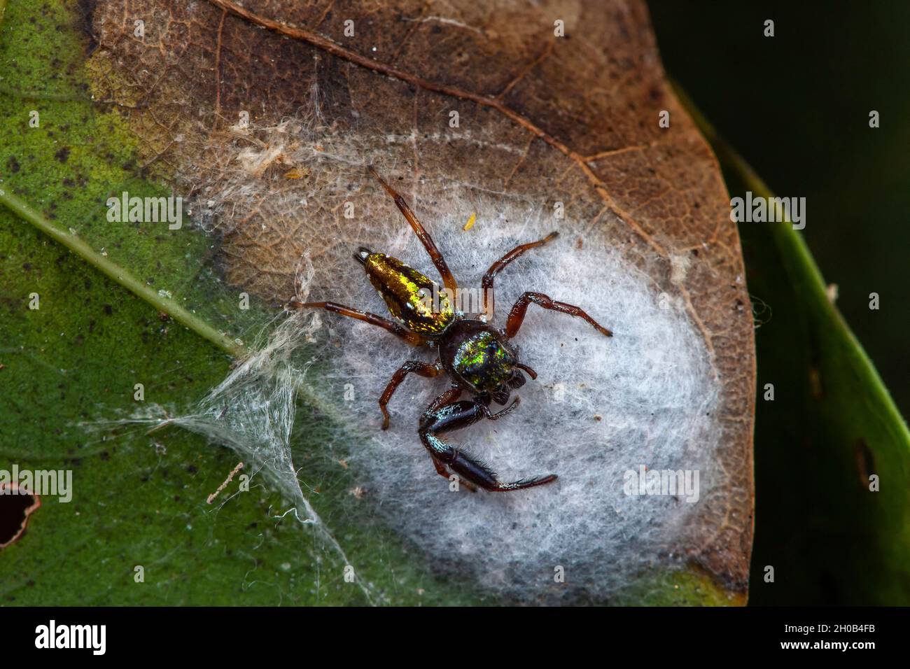 Jumping Spider (Lurio sp) on is cocoon, Saramaca, French Guiana Stock ...