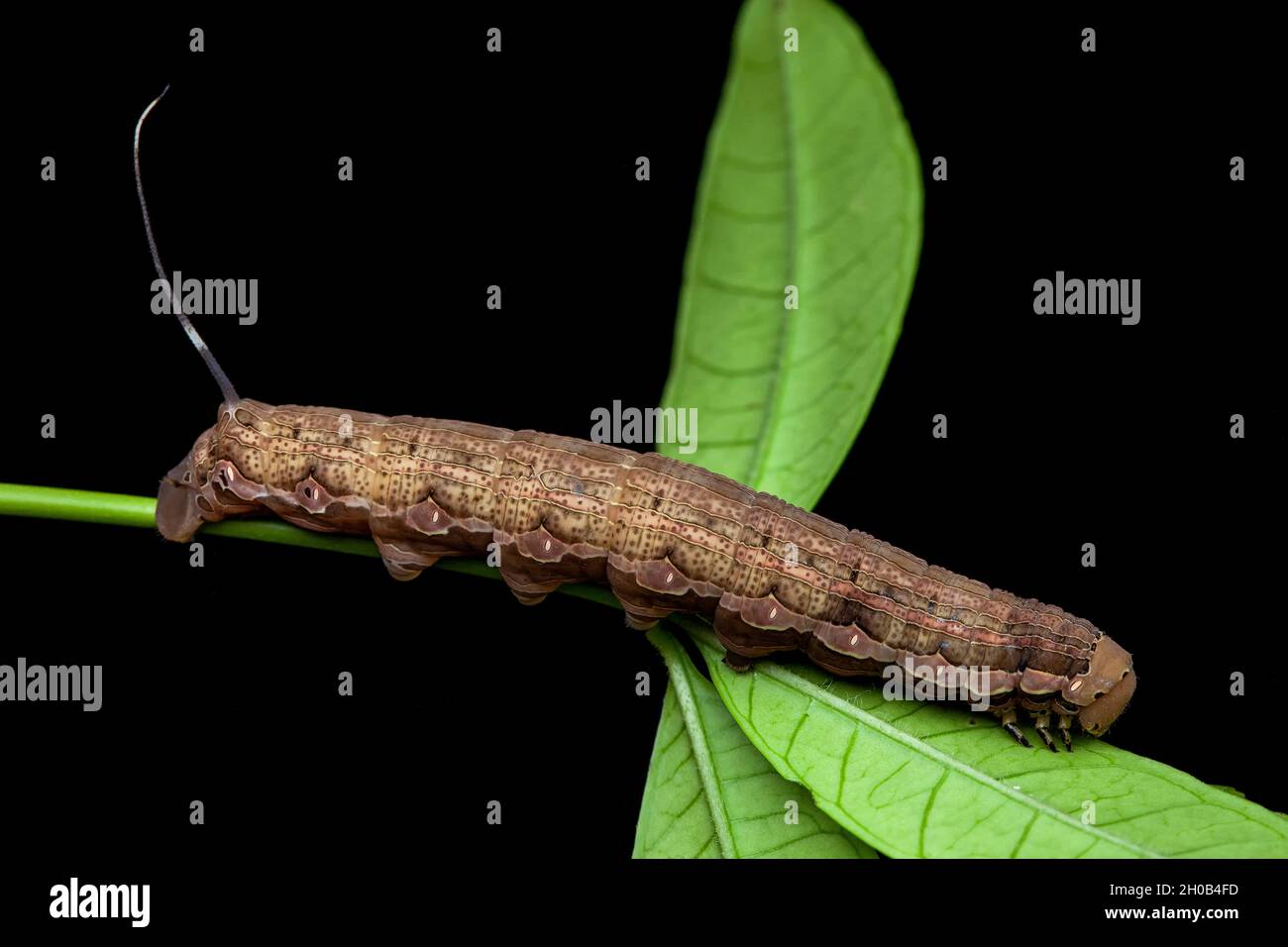 Sphinx moth isognathus sp hi-res stock photography and images - Alamy