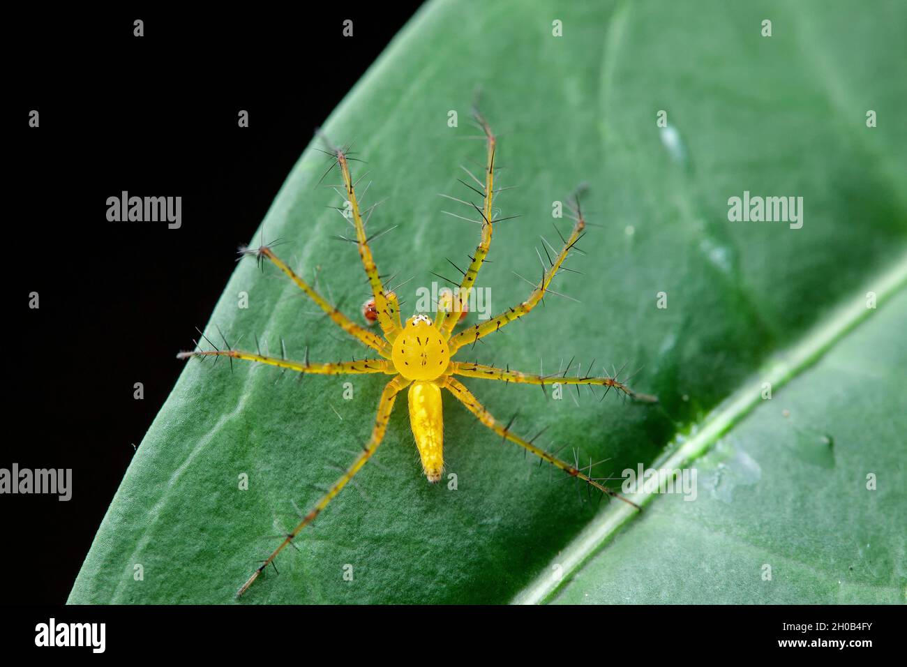 Oxyopidae hi-res stock photography and images - Alamy