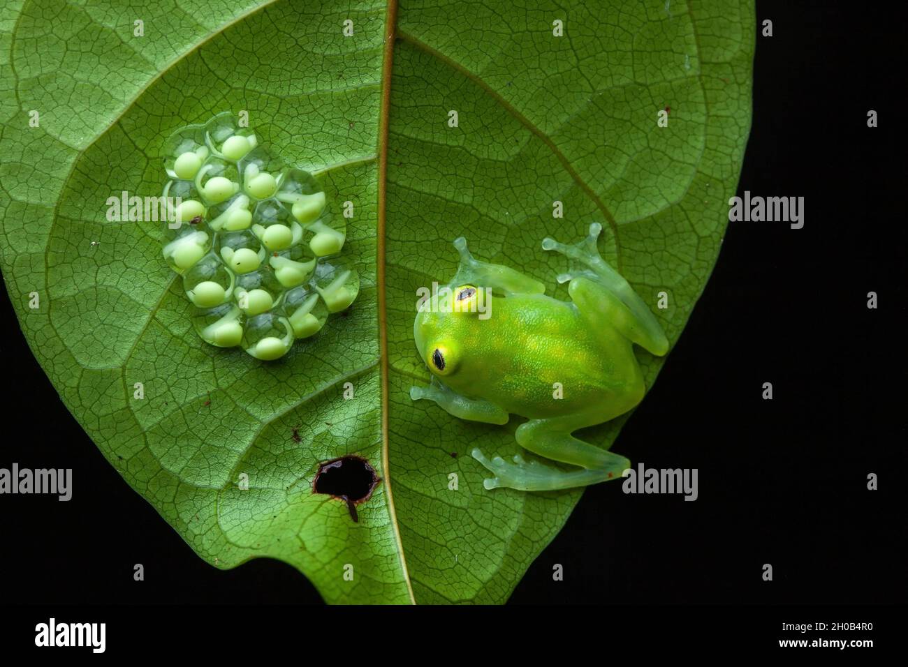 Glassfrog (Hyalinobatrachium cappellei) male guarding its eggs, Montagne des Singes, French ...