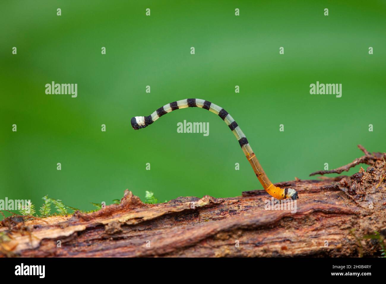 Geometer moth (caterpillar, Kaw, French Guiana Stock Photo - Alamy