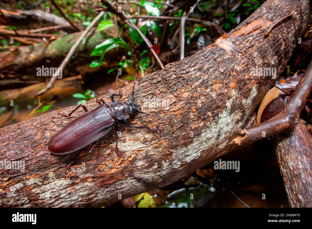 Titan Beetle (Titanus giganteus) male on a branch, Kaw, French Guiana ...