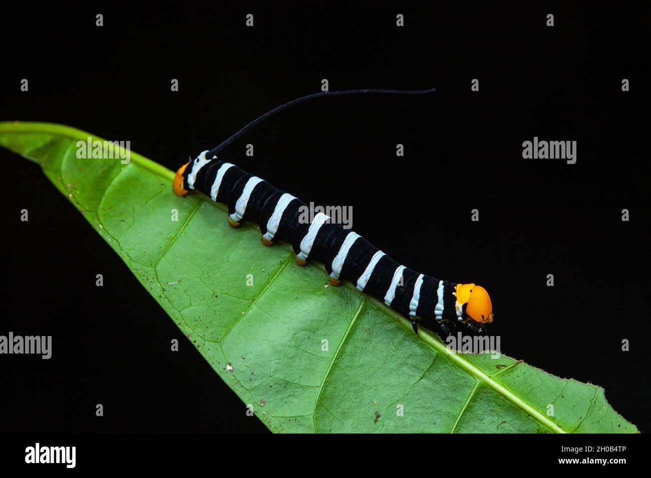 Hawk moth (Isognathus swainsonii) caterpillar on a leaf, Kaw, French ...