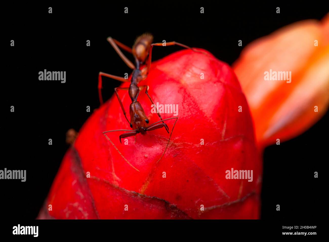 Trap-jaw ant (Odontomachus hastatus) on a bud, Kaw, French Guiana Stock ...