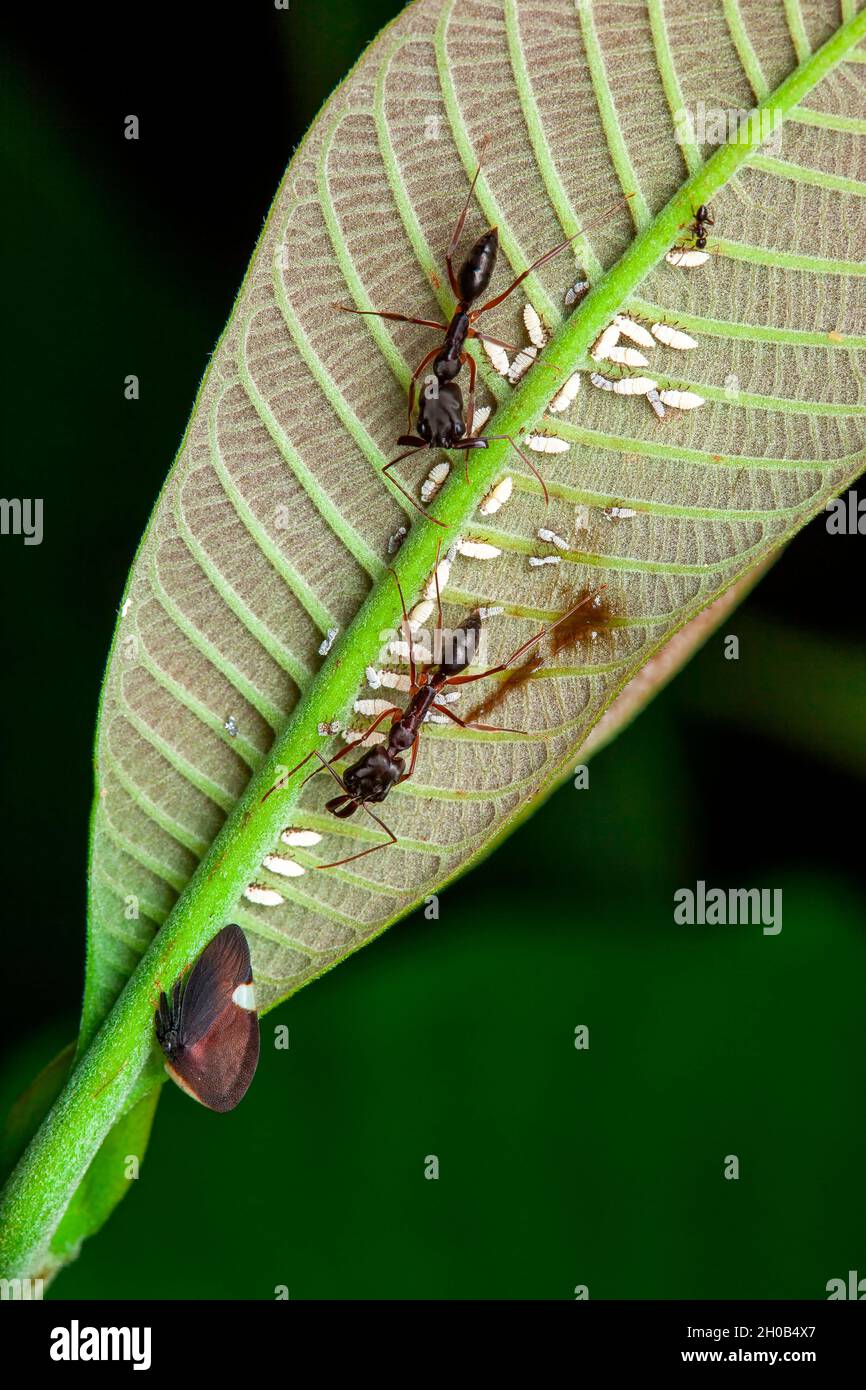 Treehopper (Membracis sp) and nymphs protected byTrap-jaw ant ...