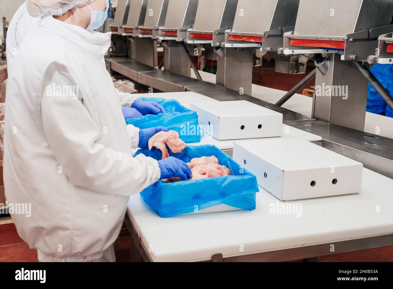 Conveyor Belt Food.The meat factory. Chicken fillet production line ...