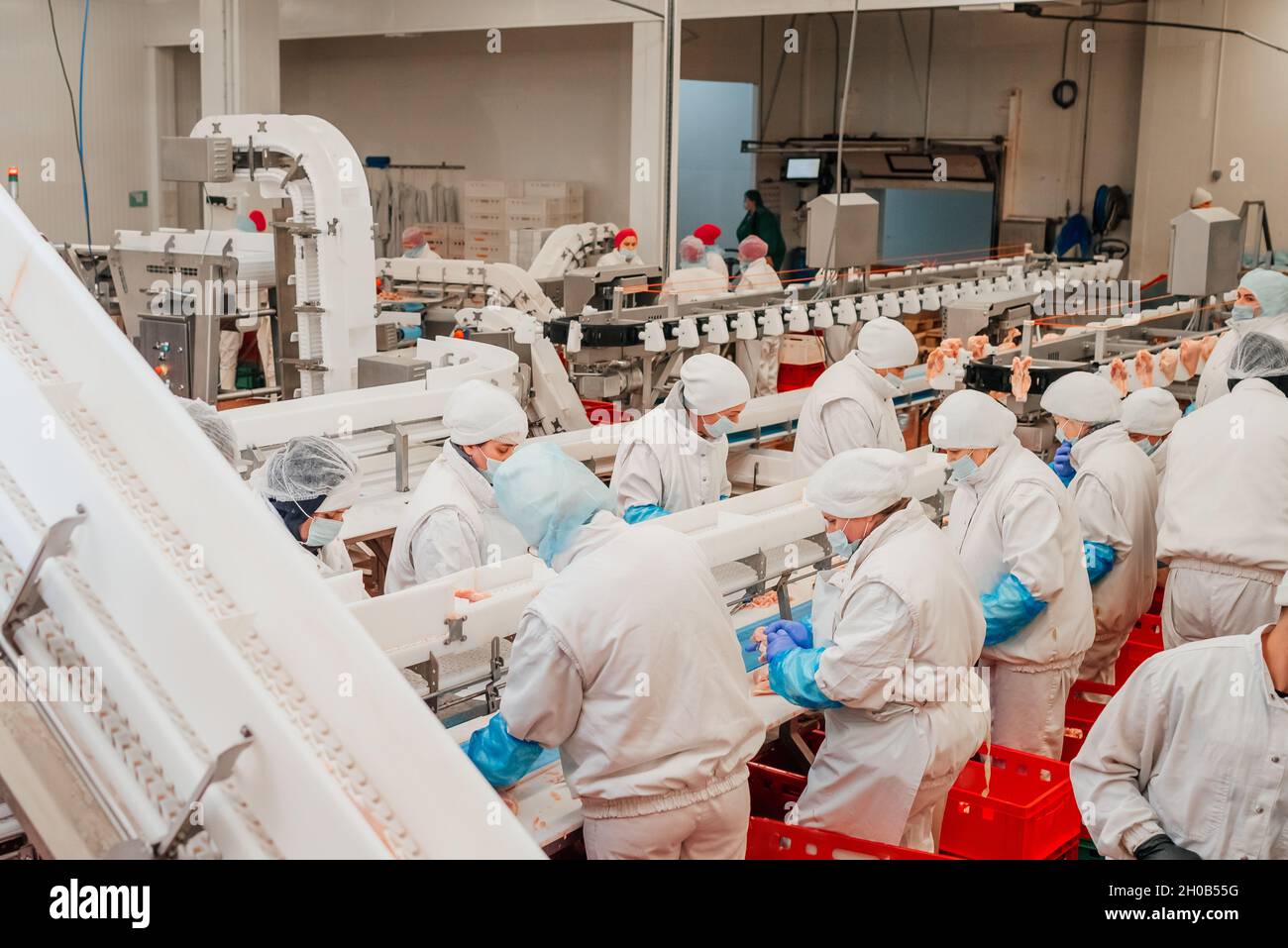 Meat processing equipment. Food products meat chicken fillet production ...