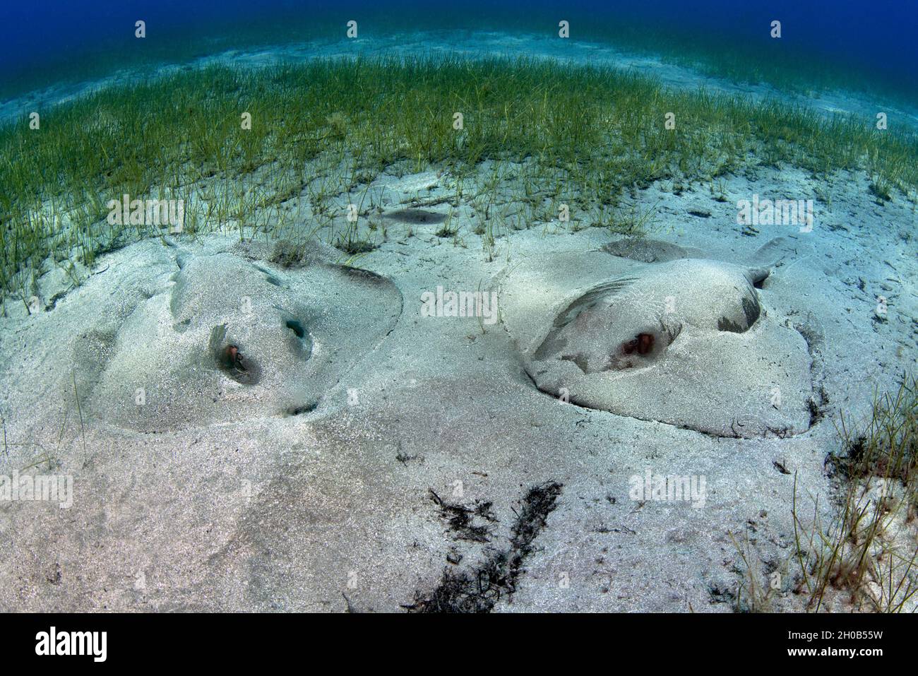 Round Stingray (Taeniura grabata) in a sea meadow (Cymodocea nodosa ...