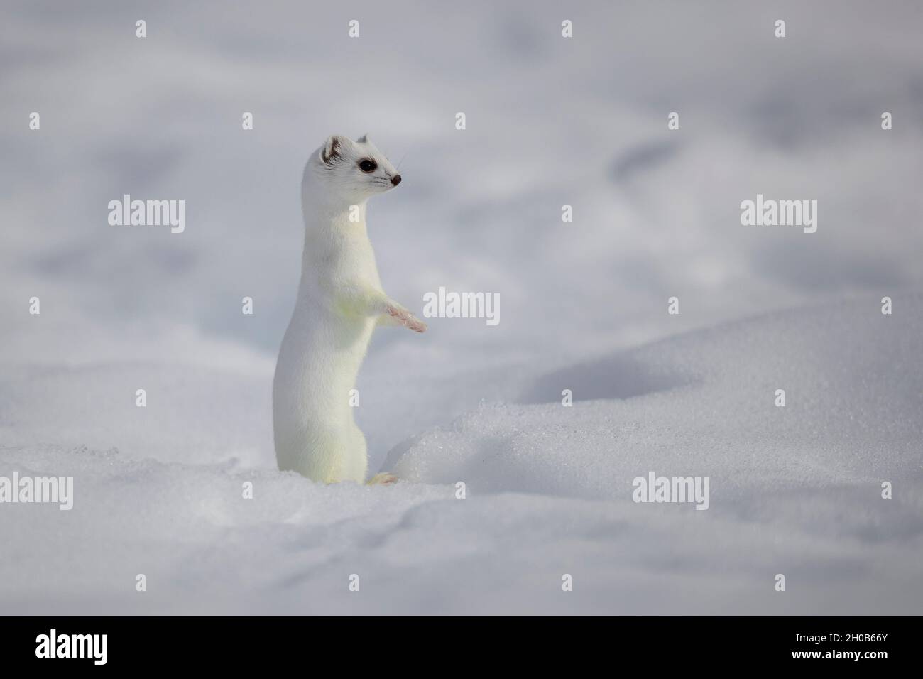 Ermine Canton High Resolution Stock Photography and Images - Alamy