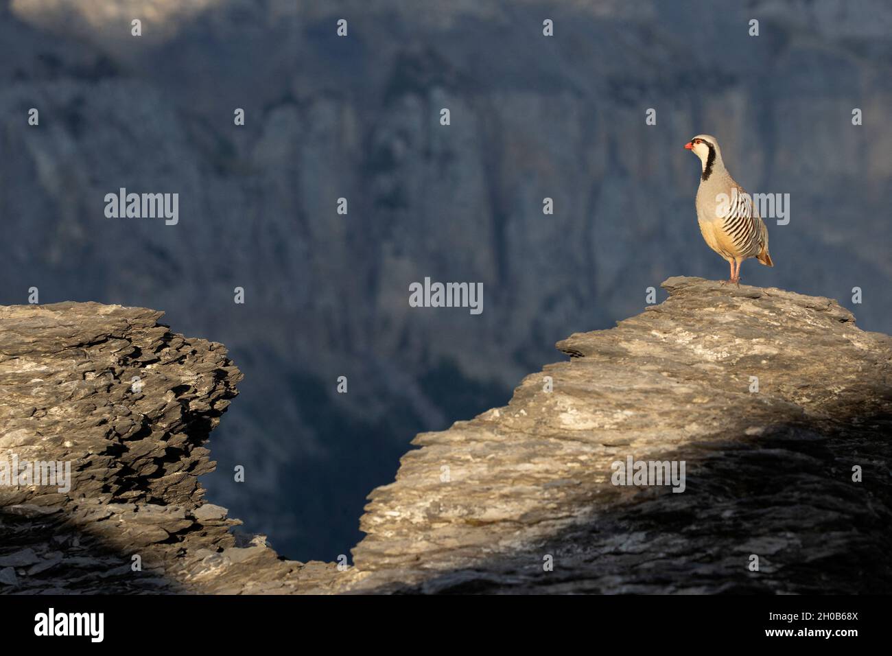 Rock Partridge (Alectoris graeca) on a rock, canton of Vaud, Swiss Alps ...