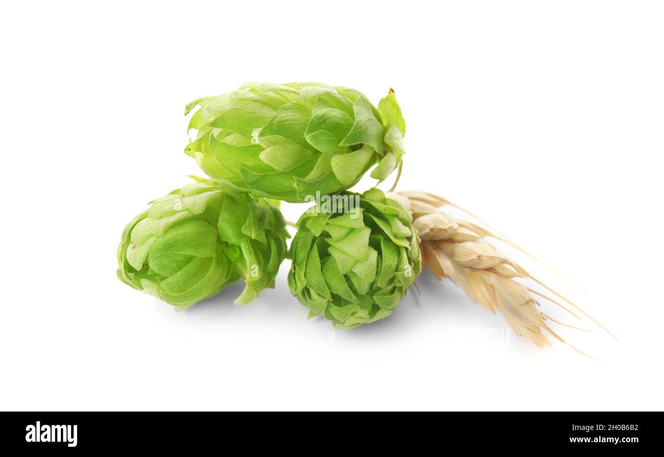 Fresh green hops and wheat spike on white background. Beer production ...