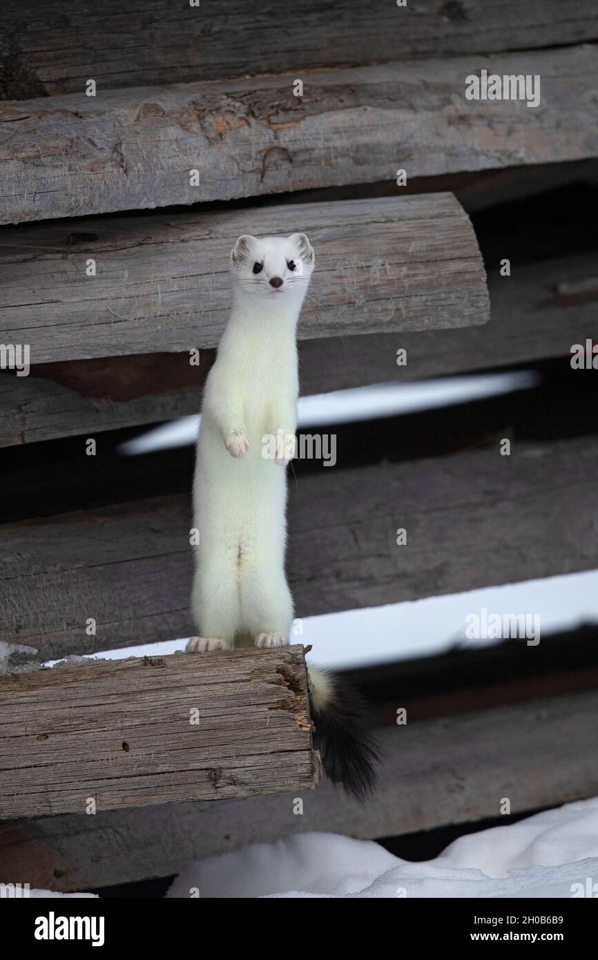 Ermine Canton High Resolution Stock Photography and Images - Alamy