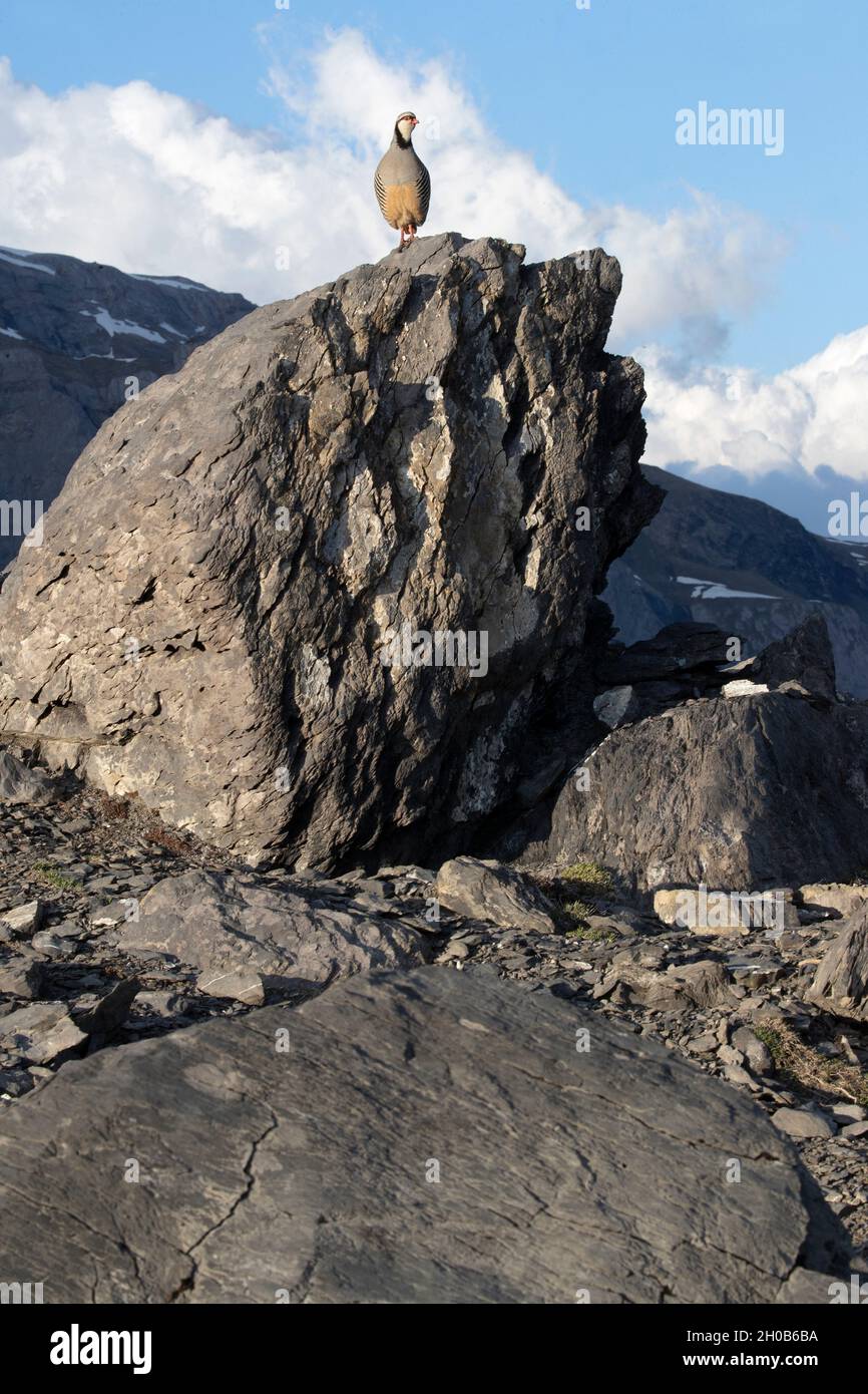 Rock Partridge (Alectoris graeca) on a rock, canton of Vaud, Swiss Alps ...