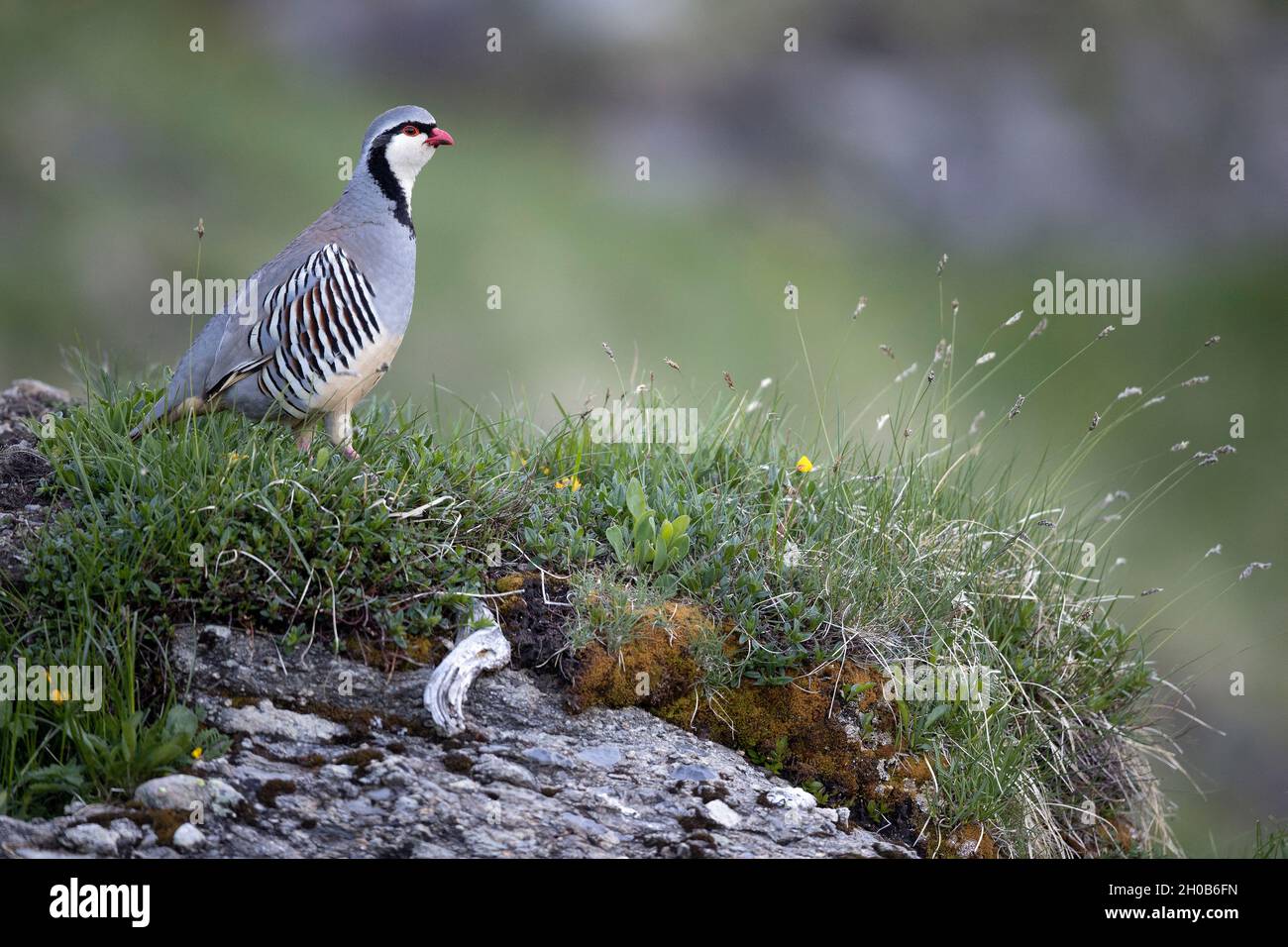 Rock Partridge (Alectoris graeca), canton of Vaud, Swiss Alps Stock ...