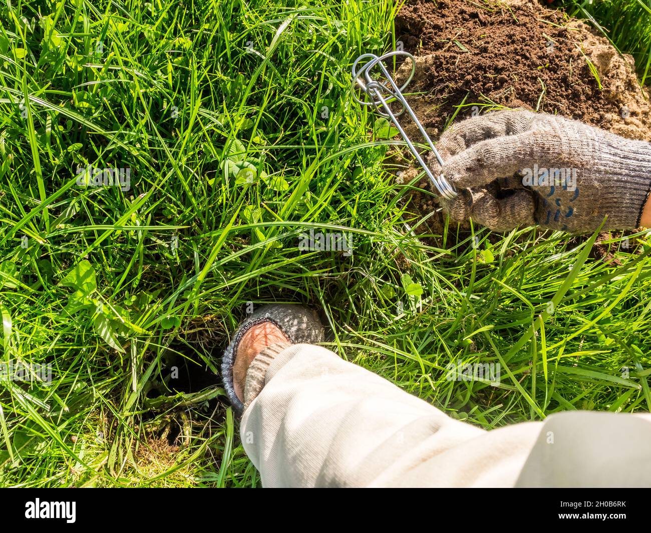 Gardener sets up a mole trap on the lawn in mole hole. Step 3 by step ...