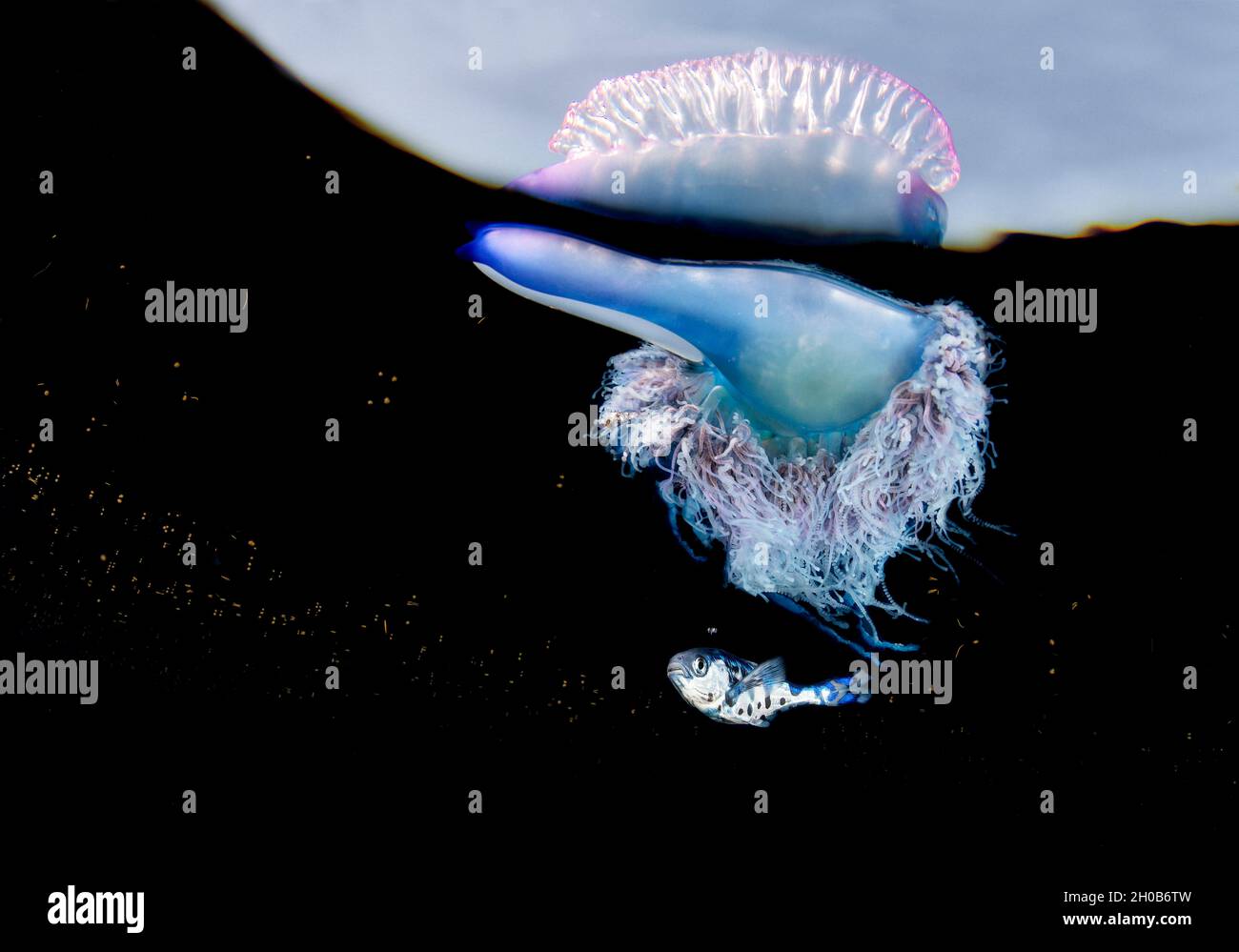 Nomeus gronovii hi-res stock photography and images - Alamy