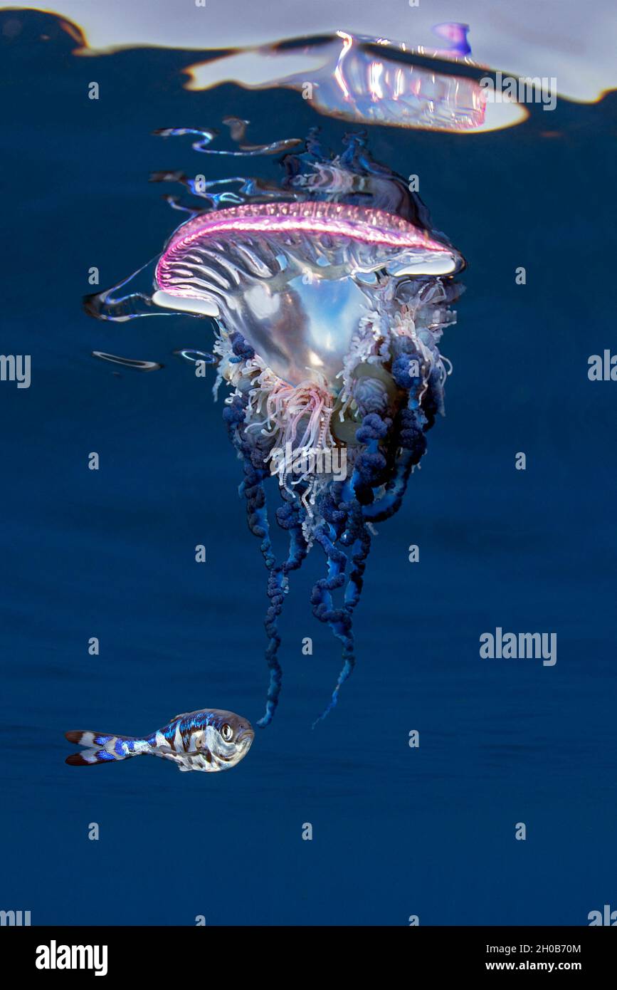 Mutualism or symbiosis hi-res stock photography and images - Alamy