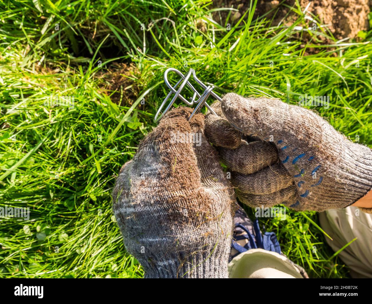 Gardener sets up a mole trap on the lawn in mole hole. Step 2 by step ...