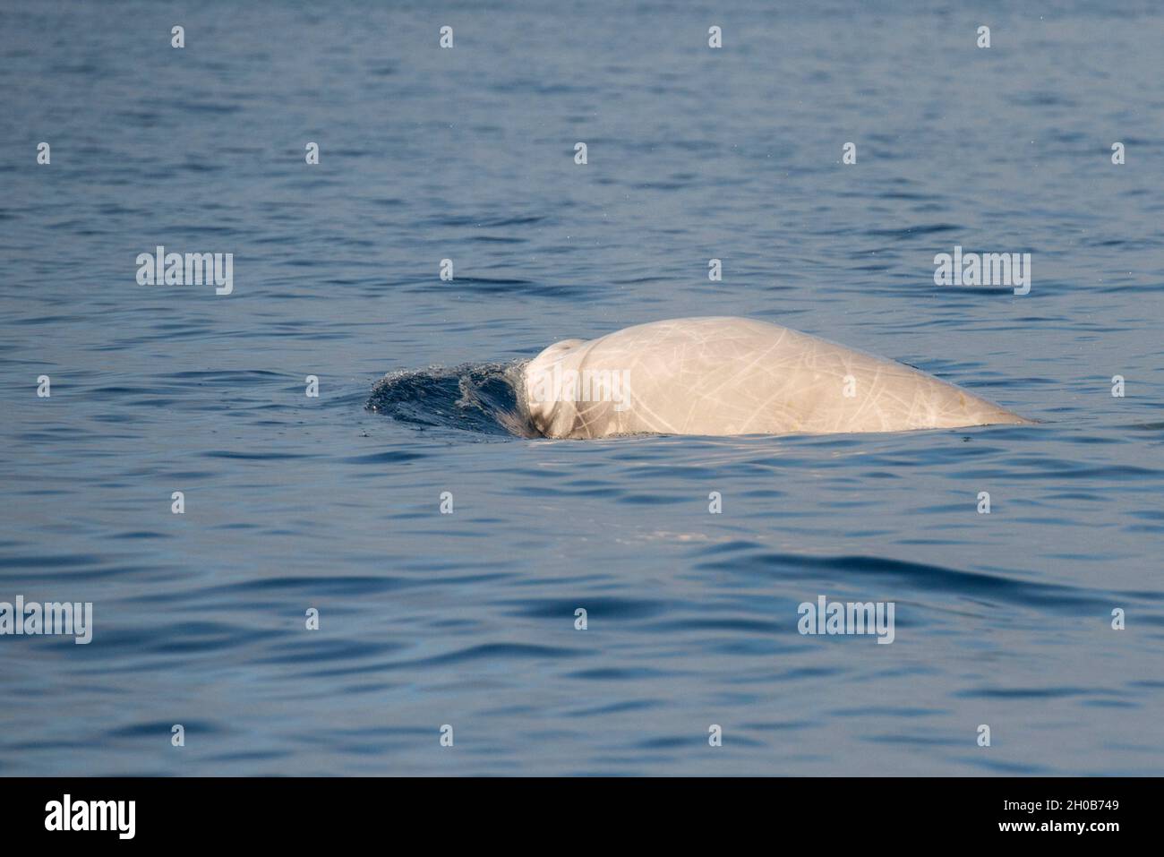 Cuvier's beaked whale (Ziphius cavirostris), Tenerife. Cetaceans of the ...