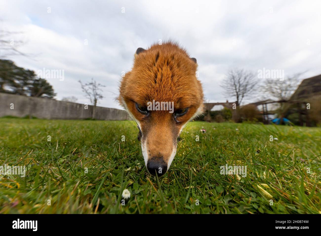 red fox (Vulpes vulpes) feeding in a garden, England Stock Photo - Alamy