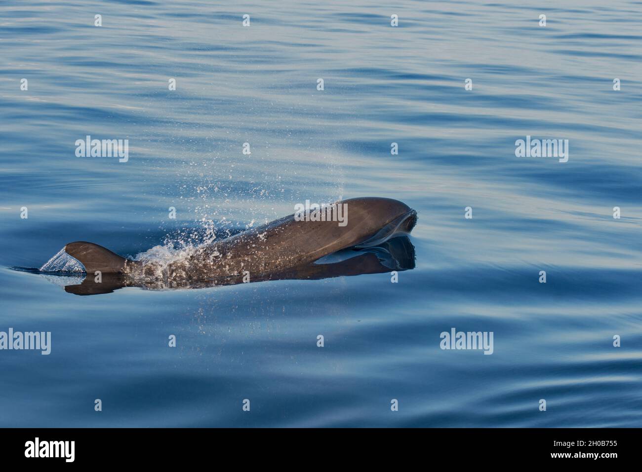 False killer whale (Pseudorca crassidens). Tenerife, Canary Islands ...