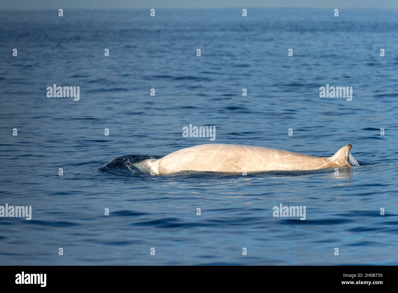 Cuvier's beaked whale (Ziphius cavirostris), Tenerife. Cetaceans of the ...