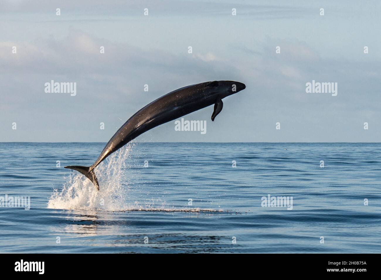 False killer whale (Pseudorca crassidens). Tenerife, Canary Islands ...