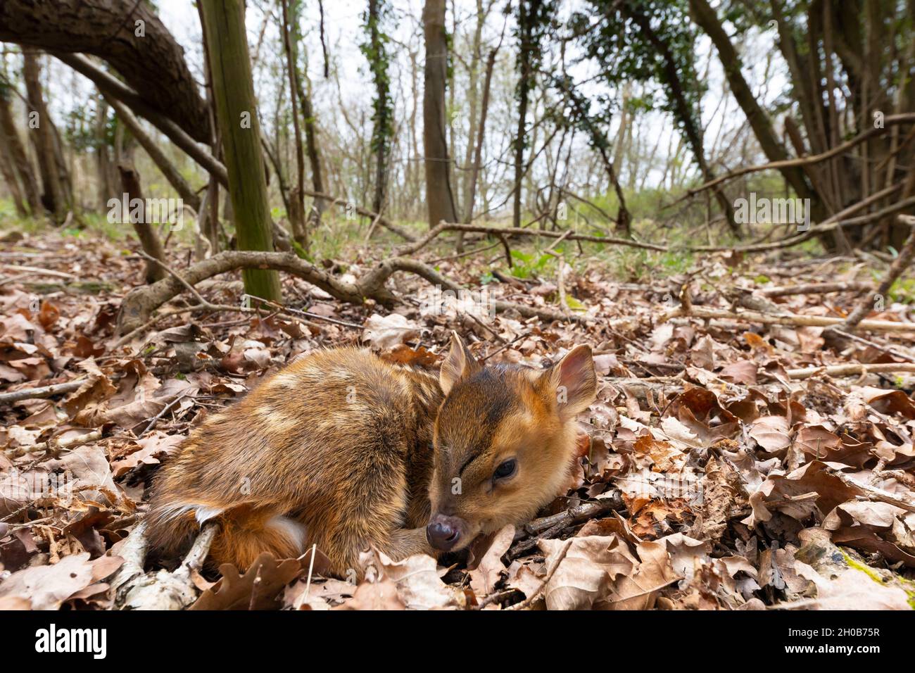 Muntjack deer (Muntiacus reevesi) laying in woodland, England Stock ...