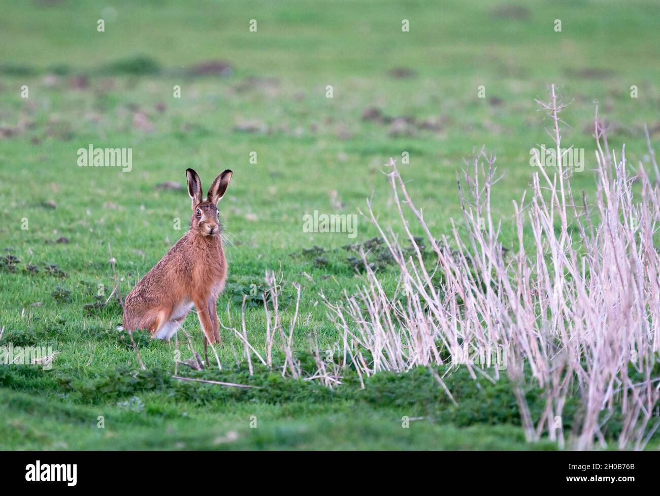 Sitting Hare Side Profile High Resolution Stock Photography and Images ...