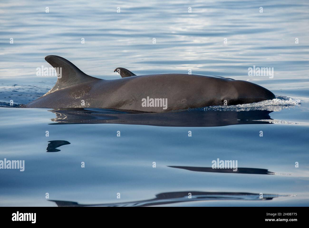 False killer whale (Pseudorca crassidens). Tenerife, Canary Islands ...