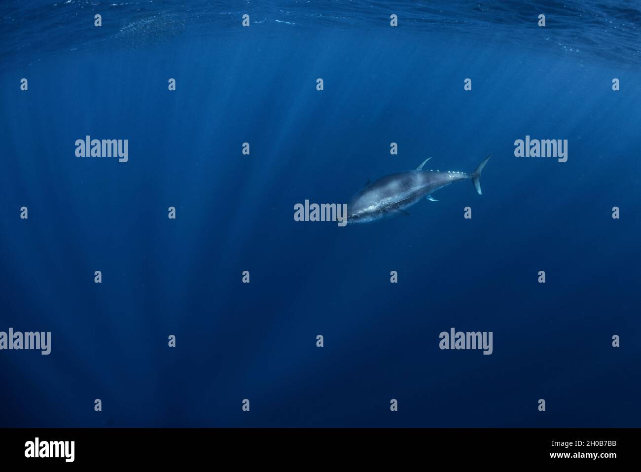 Bluefin tuna (Thunnus thynnus), Tenerife. Fish of the Canary Islands ...