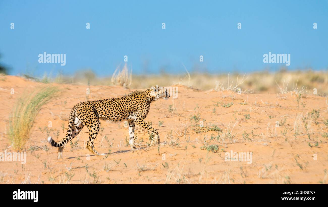 Cheetah side profile hi-res stock photography and images - Alamy