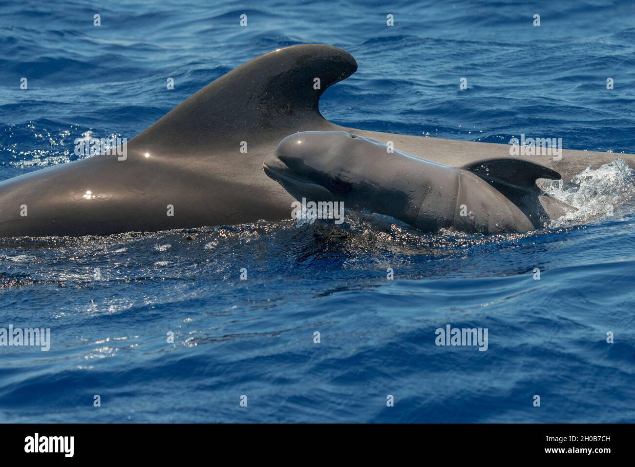 Deformed whale hi-res stock photography and images - Alamy