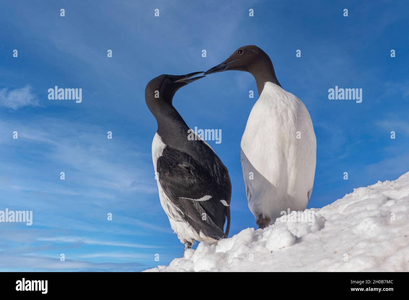 Common murre or common guillemot (Uria aalge), in the snow, protected ...